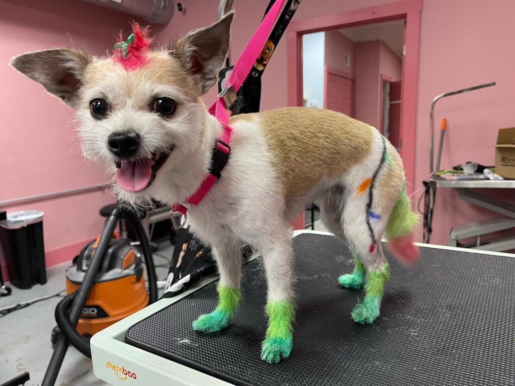 Grooming Gallery – Rainbow Pet Salon